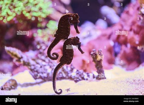 Tiger Tail Seahorse Hippocampus Comes In A Aquarium Bavaria Germany