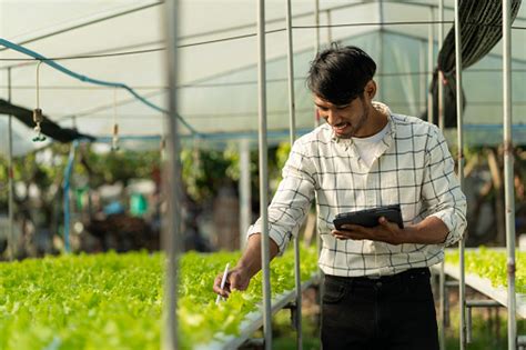 젊은 채소 정원사가 온실 농장에서 녹색 도토리와 상추를 검사합니다 아시아 농부들은 수경재배 채소를 기르며 행복해한다 Stem