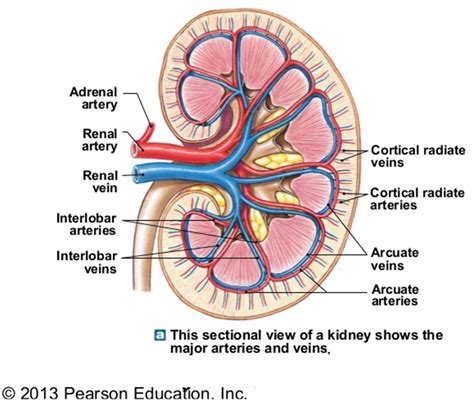 Diagram Of Appendicular Skeleton Quizlet