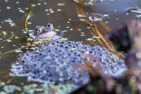 When Do Frogs Spawn Uk Ed Brown Photography