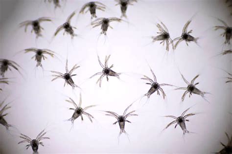 Disease Free Post Larvae Key To Sustainable Shrimp Farming In