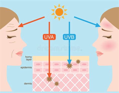 Diagram of Uva and Uvb Penetration into Human Skin with Manâs Face Beauty and Health Care