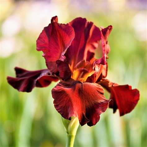 Bearded Iris Rhizomes