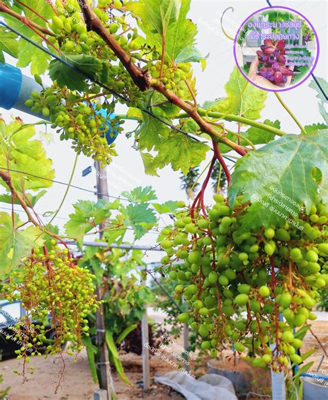 องุ่นกระถางชลบุรี Added A New Photo องุ่นกระถางชลบุรี