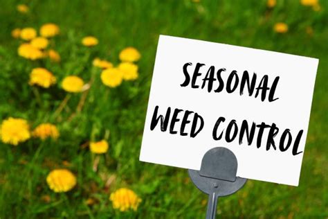 When To Apply Pre Emergents In Spring And Fall Aggieland Green