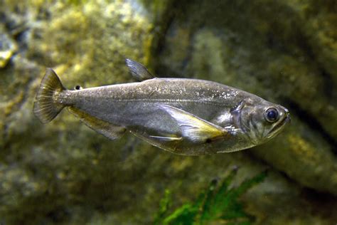 Payara Fish Facts Care AKA Vampire Tetra Fish Laboratory