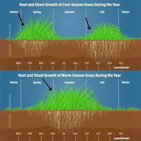 The Ultimate Guide When To Dethatch Lawn Australia For A Healthy Garden