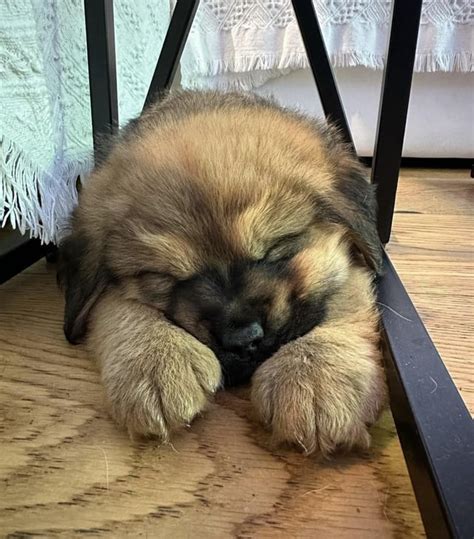 Hasan And Kaya Rhasanpiker