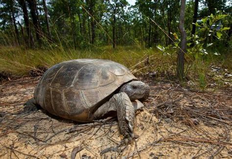 Gopher Tortoise The Most Extreme Wiki Fandom Gopher Tortoise The Most Extreme Wiki Fandom