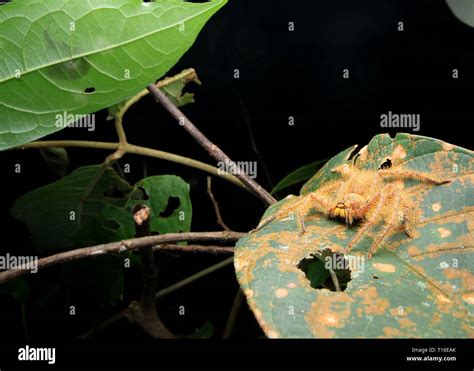 David Bowie Spider Stock Photo Alamy