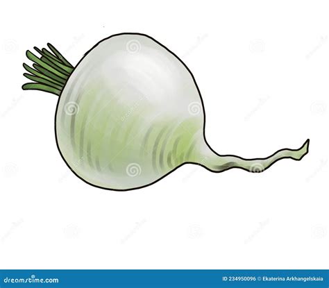 Drawing Root Vector In Black And White 75578243