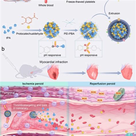 Schematic Illustration Of PTPN Preparation And Rescue Of Ischemia And