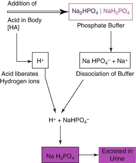 Phosphate Buffer System Equation