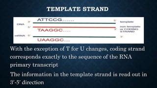 Transcription Of Rna Pptx
