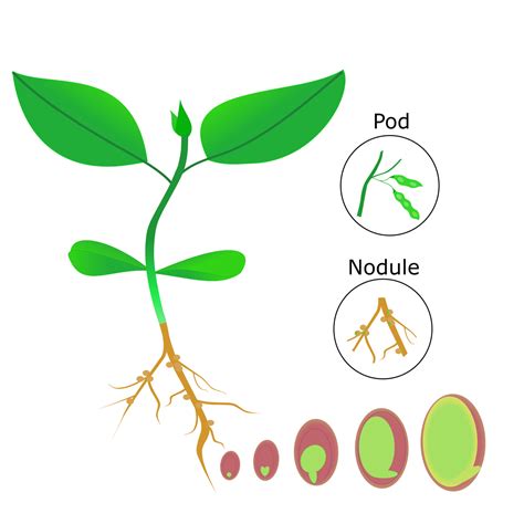 Faqs Soybean Multi Omic Atlas Database