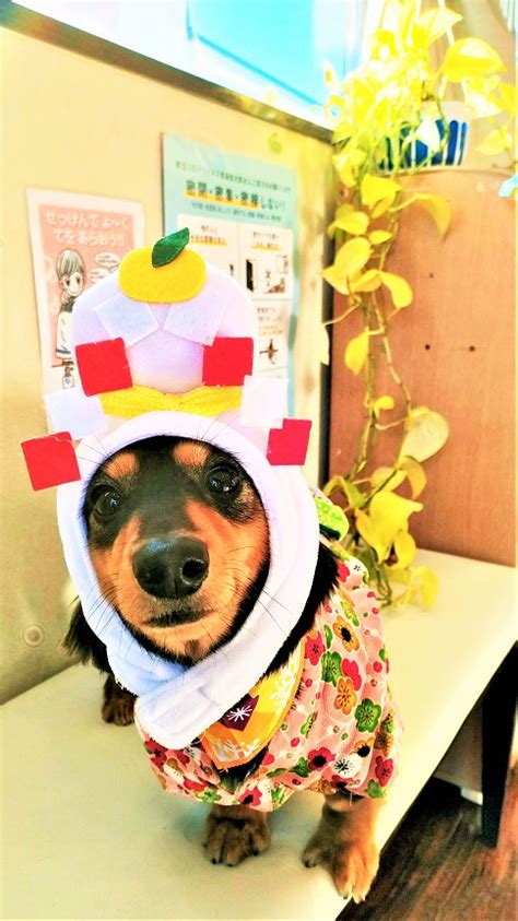ペットのための予防クリニック 新年あけましておめでとうございます