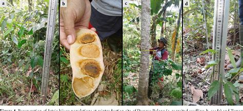 Figure 1 From The Reintroduction Of Threatened Plants By Bogor Botanic
