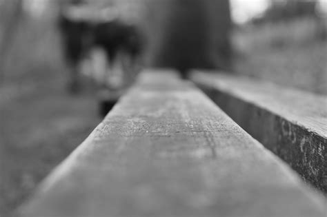 Landscapeenvironment Ruby Thomson