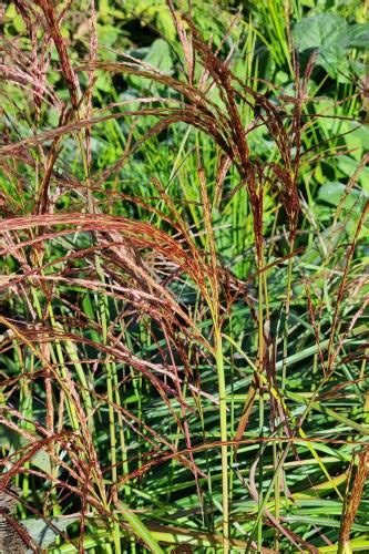 Miscanthus Ruby Cute Bean Place Nursery