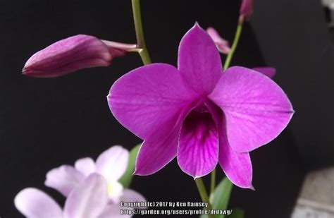 Orchid Dendrobium Enobi Purple Garden Org
