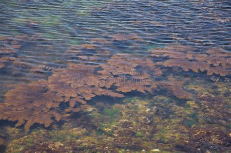 Detail Of Different Types Of Algae Near The Coast Of The Atlantic Ocean