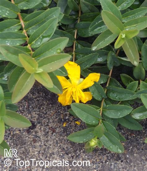 Hypericum Sp Common Name St John Wort Top Tropicals Plant