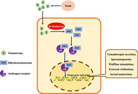 THE ONLY REAL LOOKSMAXXING THREAD EVERYTHING YOU NEED TO KNOW BOOKMARK Thread From