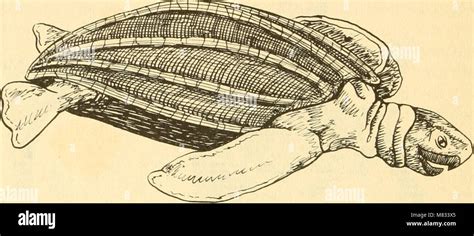 Cold Blooded Vertebrates Part I Fishes 1930 20474698810 Stock