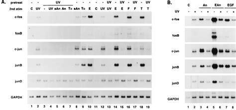 Effects Of Uv Irradiation On Fos And Jun Gene Induction Responses To