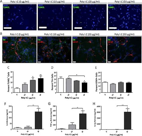 Poly Ic Induced Neurotoxicity And Neuroinflammation In Vitro A And