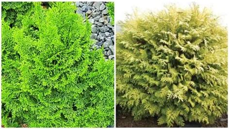 14 Different Types Of Cypress Trees And Their Identifying Features