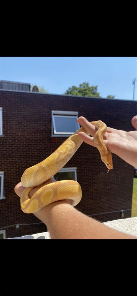 My Ball Pythons Rballpython