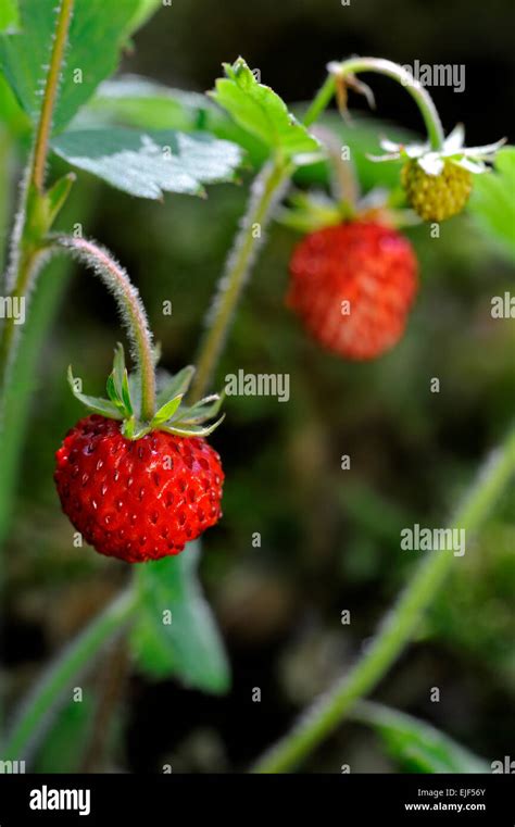 Woodland Strawberry Wild Strawberries Fragaria Vesca In Forest