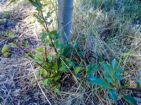 How To Remove Fruit Tree Suckers The Right Way Grow Great Fruit