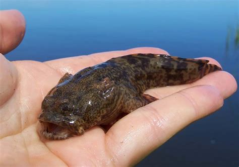 Download Close Up Shot Of The Stunning Toadfish Against A Colorful Reef