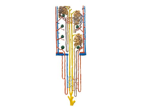Nephron Model Diagram Quizlet