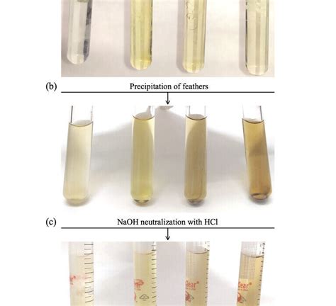 What Is A Bacterial Colony And How Does It Form