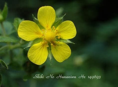 ミツモトソウ水元草高尾 四季の花庭へ