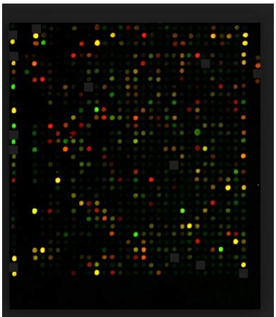 9 10 Microarrays LibreTexts Español