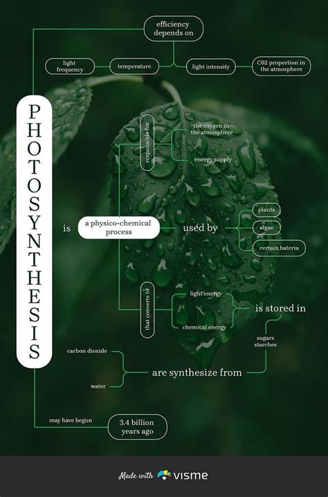 Photosynthesis Concept Map Template Photosynthesis Concept Map Template