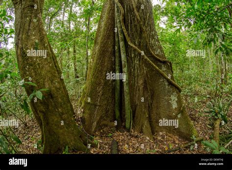 Cedro Rainforest Timber Tree Cedrela Odorata Sometimes Split Into