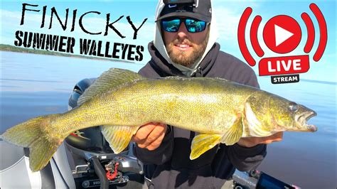 How To Catch Finicky Summer Walleyes Youtube