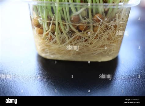 After Harvesting Soybean Seedlings Are Grown Again Stock Photo Alamy