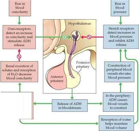Pictures Of Antidiuretic Hormone