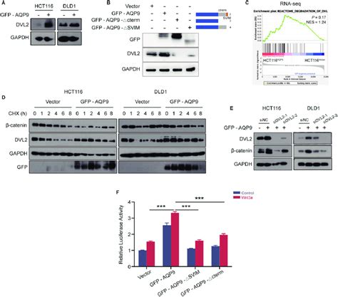 Aqp9 Activates The Wntb Catenin Pathway Via Stabilization With Dvl2