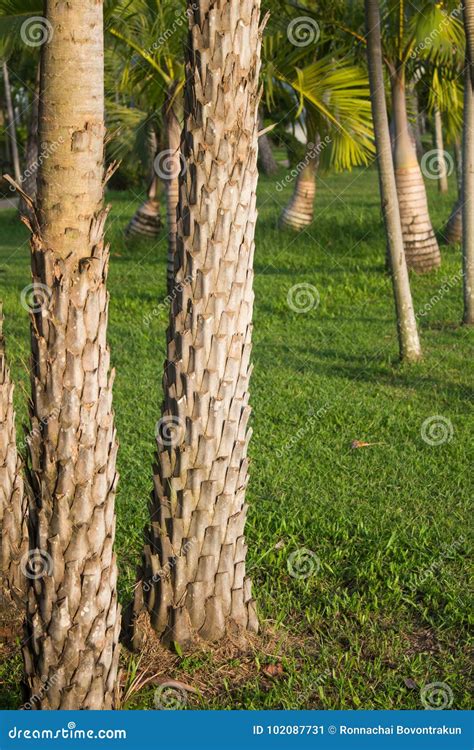 Date Palm Tree Trunk Stock Image Image Of Background 102087731