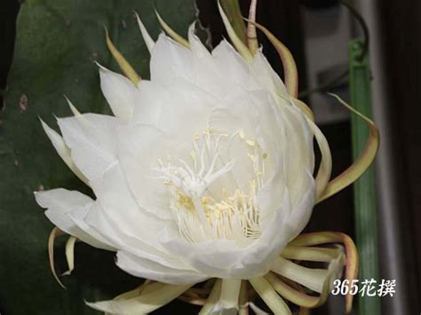 月下美人｜園芸植物小百科｜育て方｜花の写真