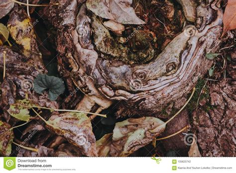 Beautiful Texture Of A Tree With Autumn Leaves Stock Photo Image Of Orange Pattern