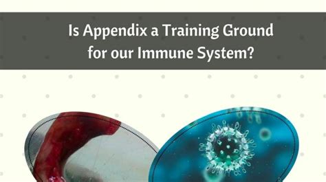 Appendix And Immunity