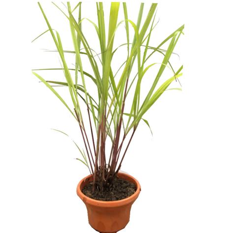 Cymbopogon Nardus Red Lemongrass Citronella 055m Im Garden Mart